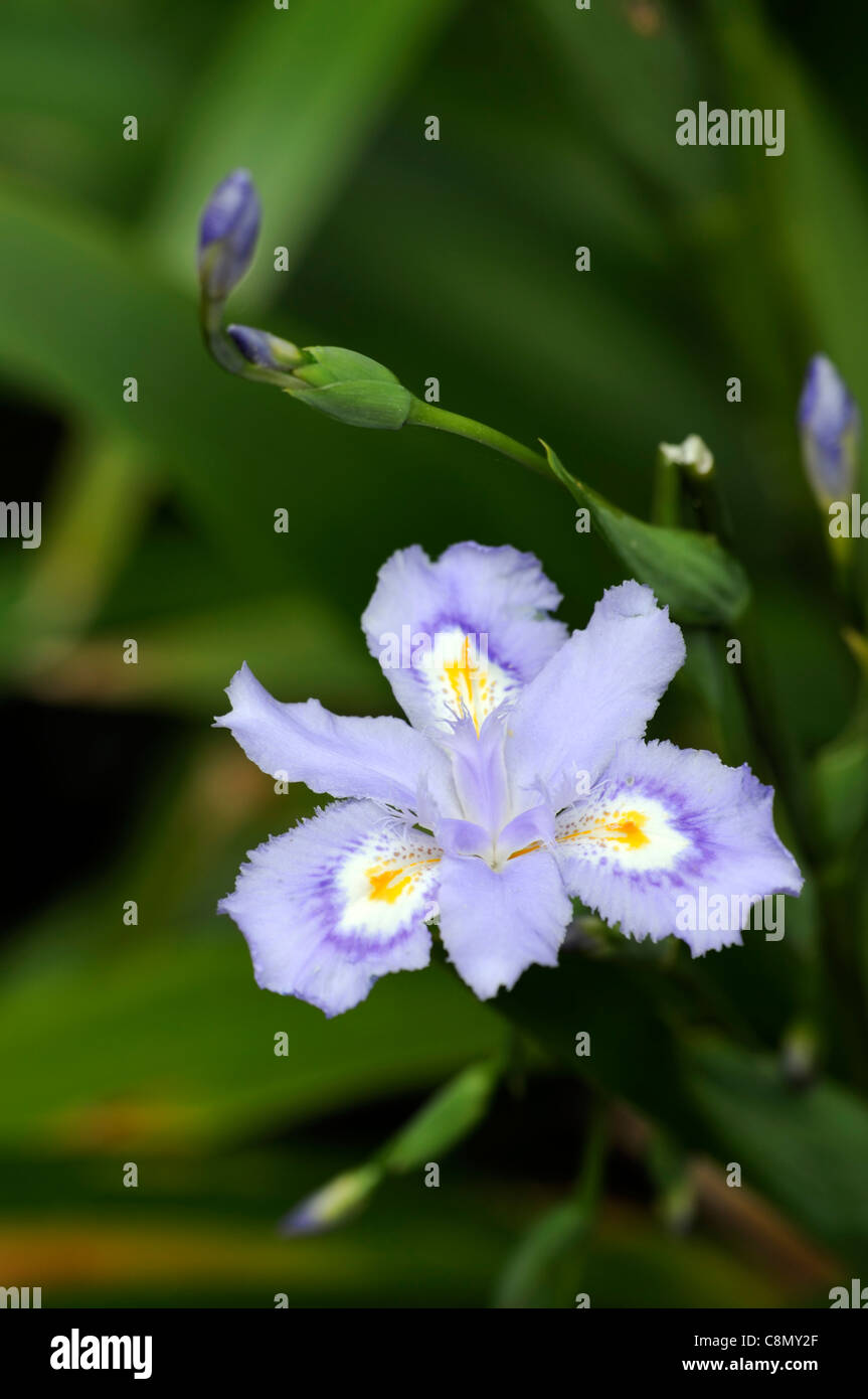 iris confusa martyn rix blue flower blooms blossoms bamboo iris crested ...