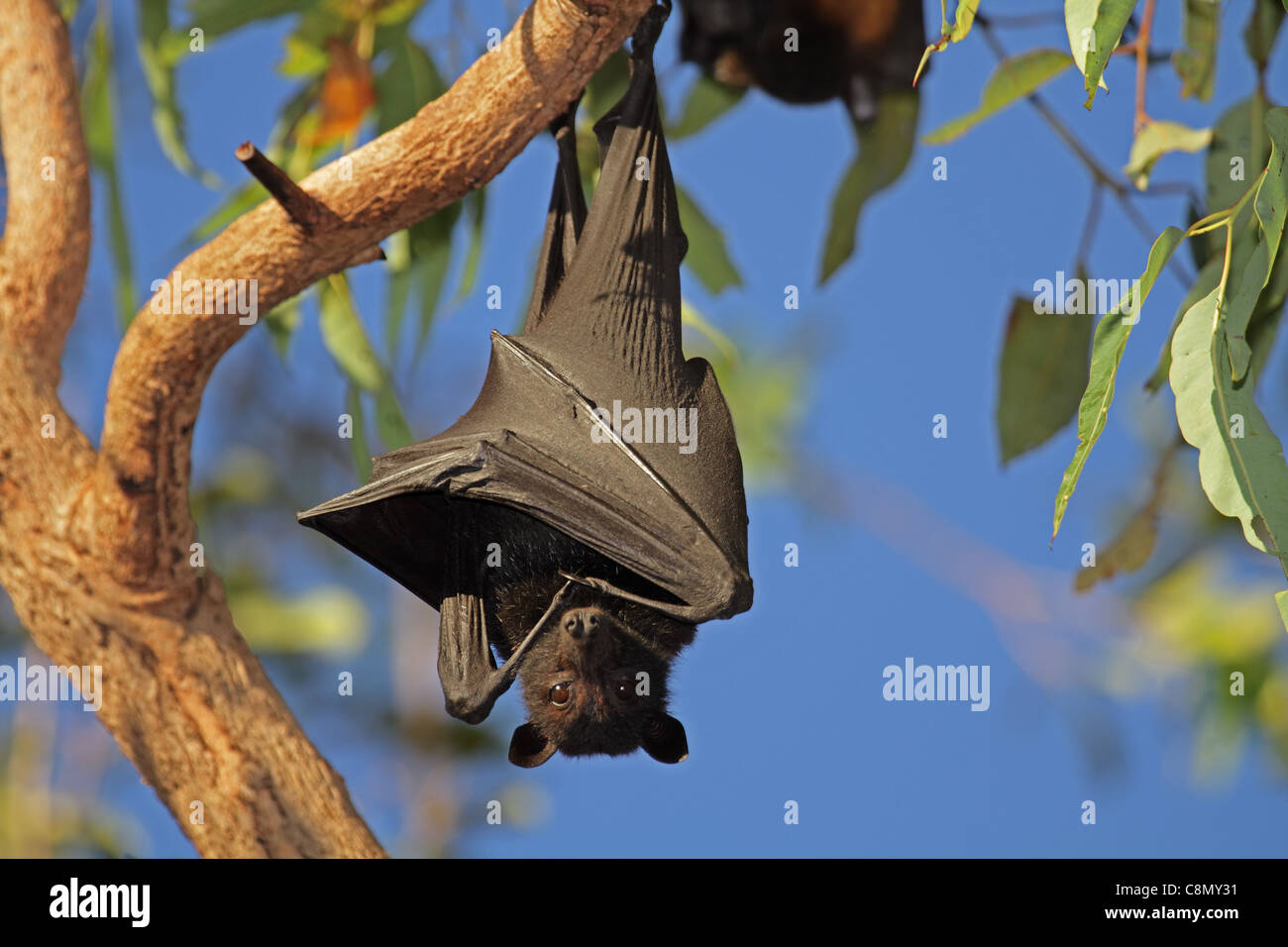 Black flying-fox (Pteropus alecto) hanging in a tree, Kakadu National ...