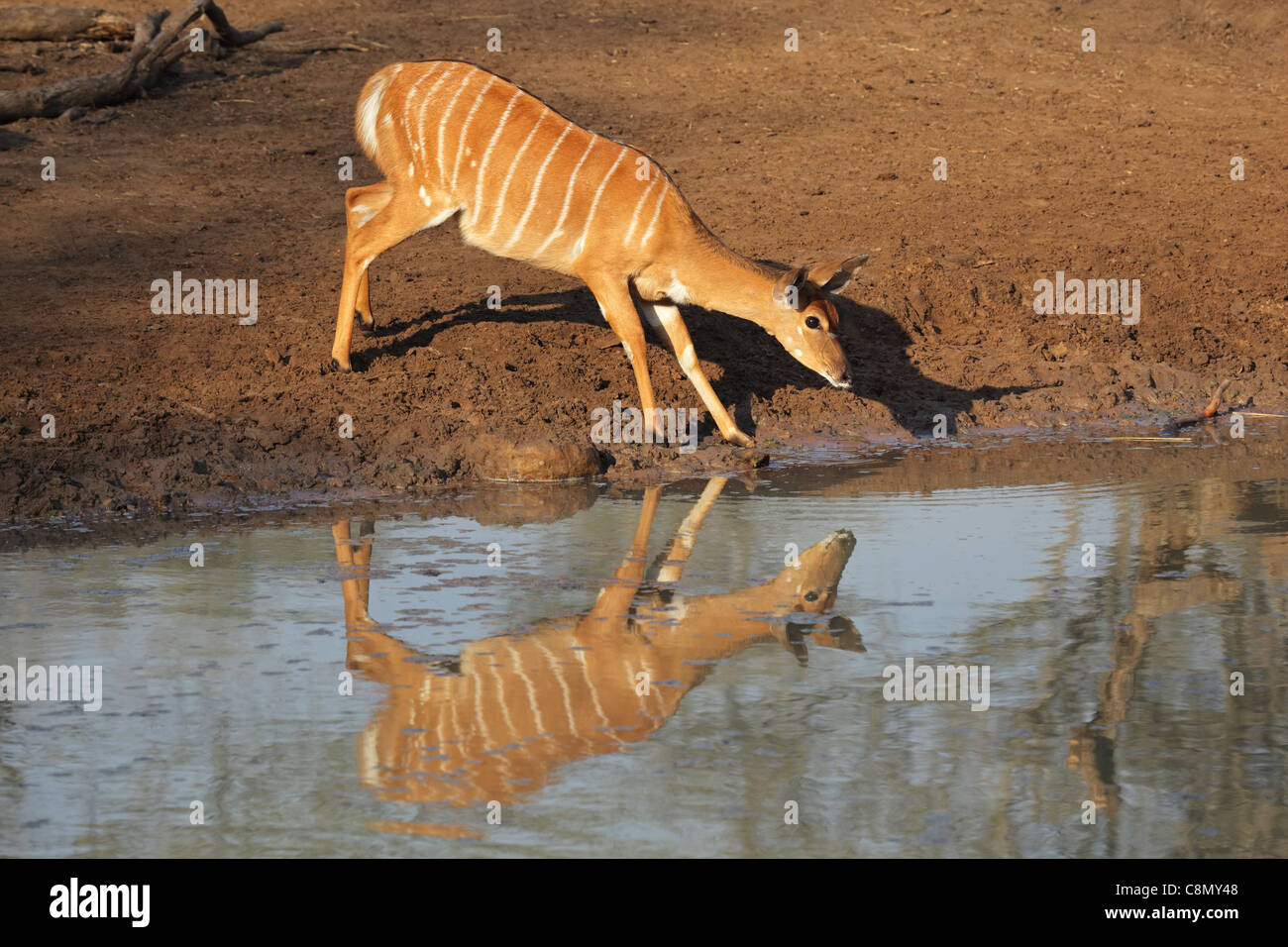 Female Nyala antelope (Tragelaphus angasii) drinking water, Mkuze game ...