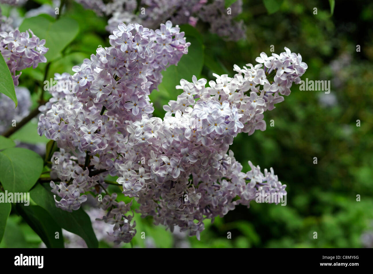 syringa species closeup light blue lilac plant portrait flowers ...