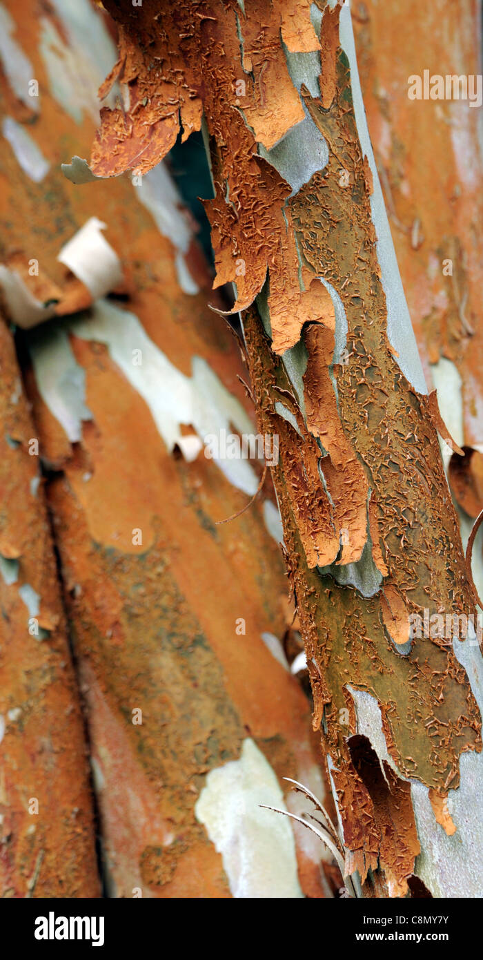 luma apiculata chilean myrtle tree spring selective focus closeup trees ...