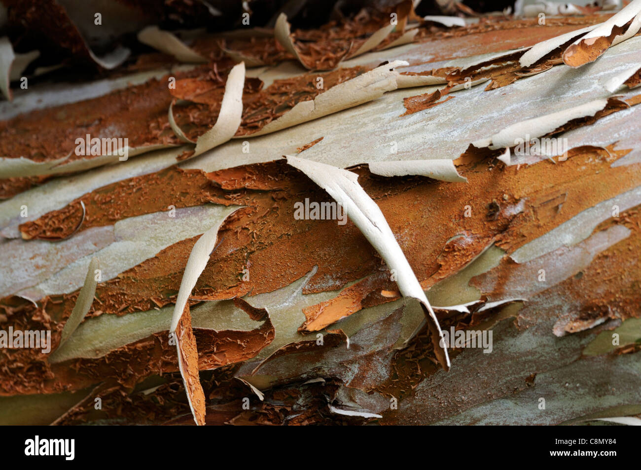 luma apiculata chilean myrtle tree spring selective focus closeup trees ...