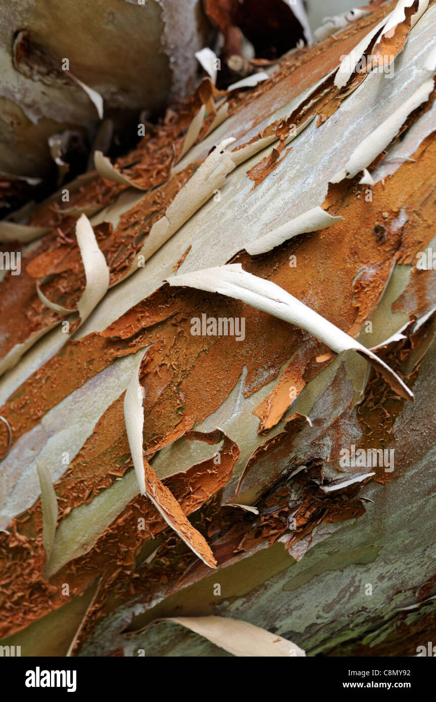 Myrtle tree hi-res stock photography and images - Alamy