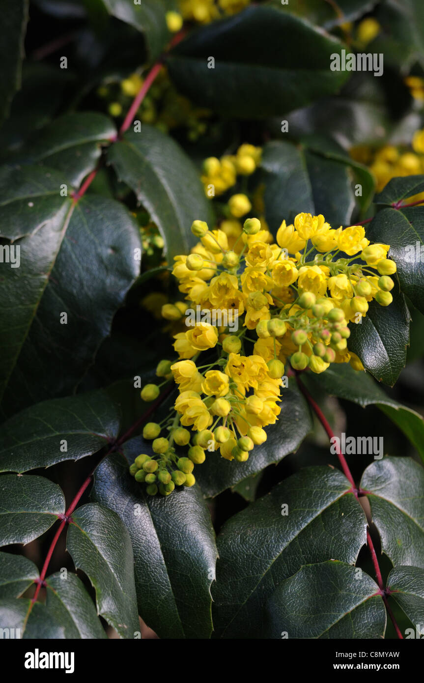 mahonia aquifolium oregon grape flowers flowering shrubs evergreen ...