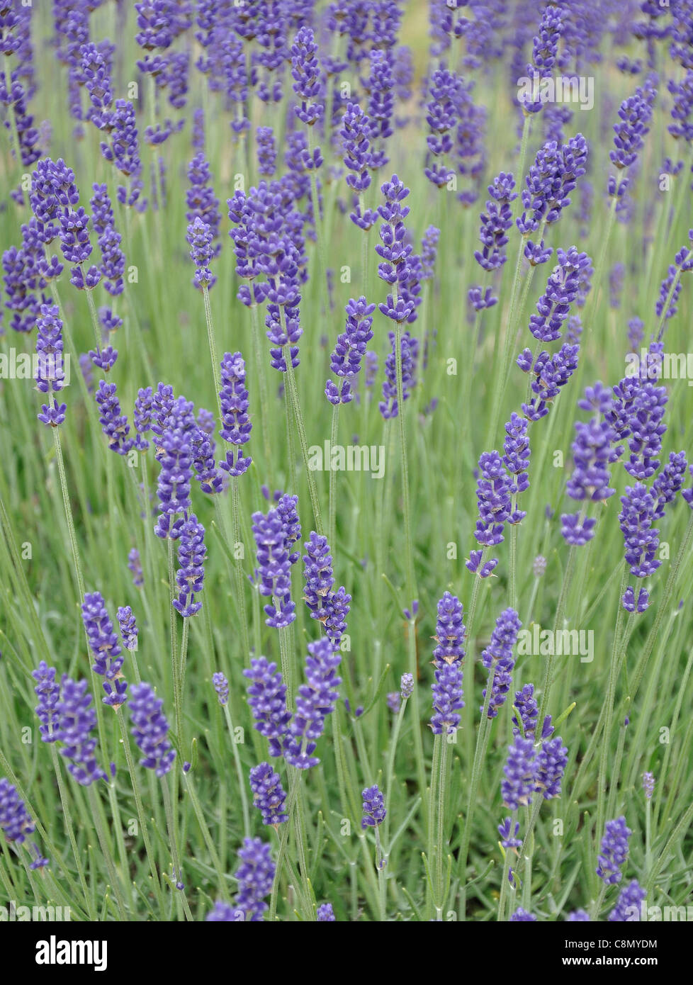 lavender, plants, english, lavender, farm, french, herb, flower ...
