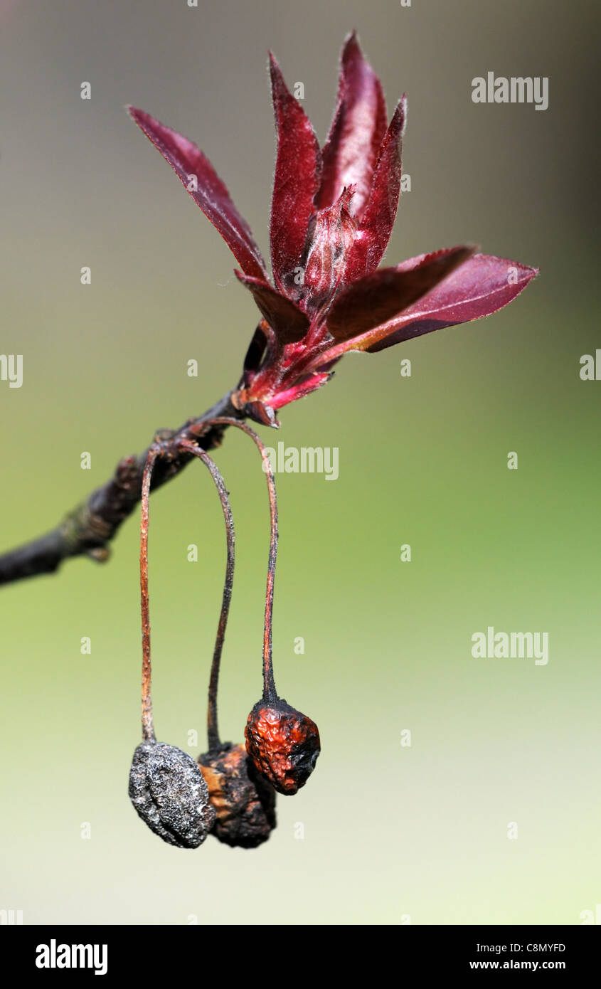 Shriveled hi-res stock photography and images - Alamy