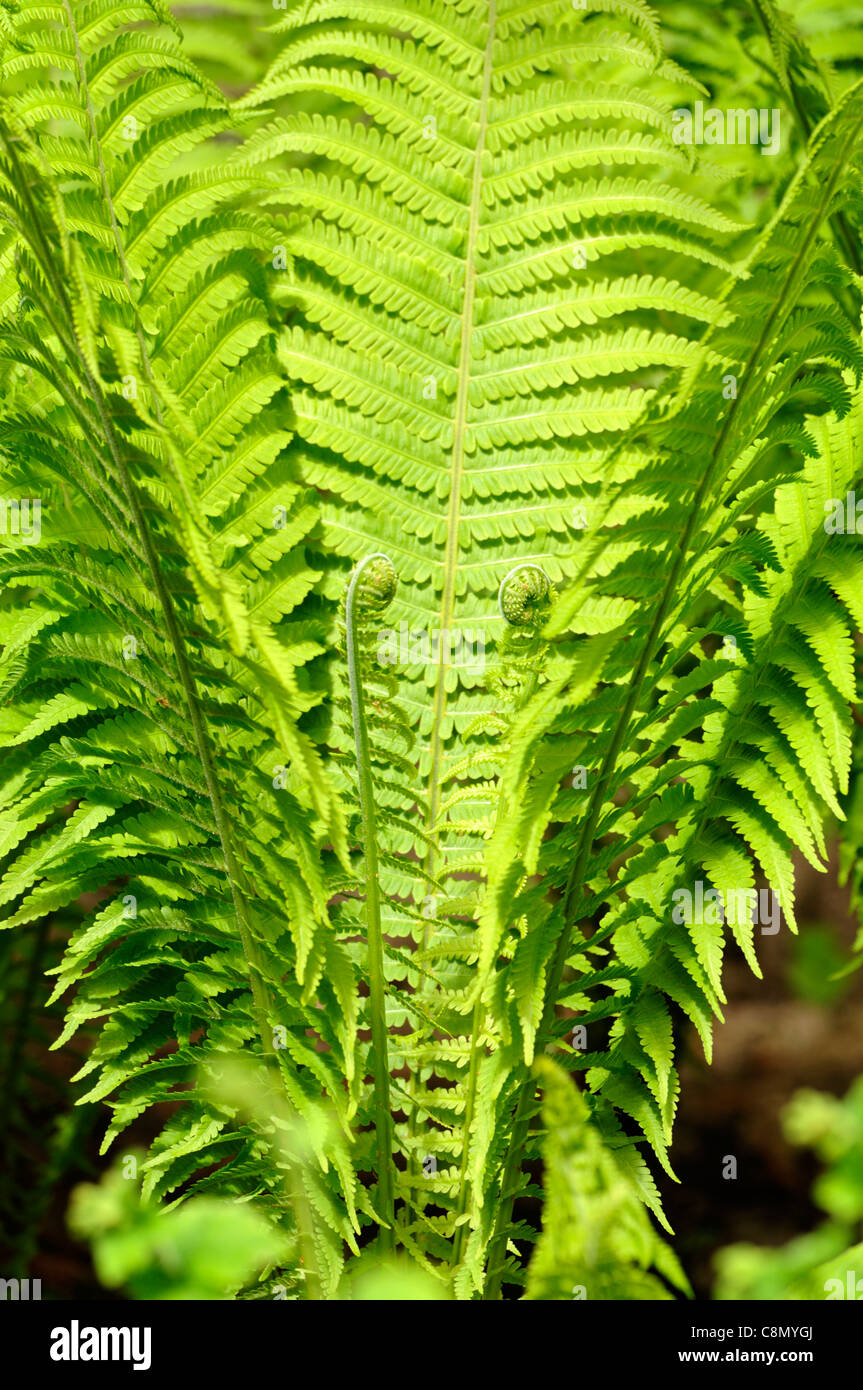 Matteuccia struthiopteris Shuttlecock ostrich fern lime green fronds ...