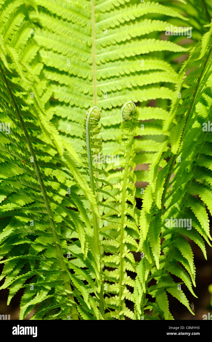 Matteuccia struthiopteris Shuttlecock ostrich fern lime green fronds ...