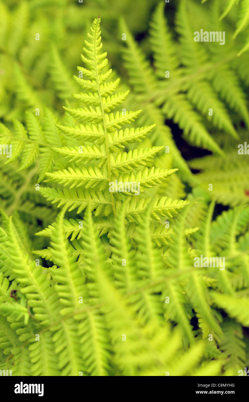 Matteuccia struthiopteris Shuttlecock ostrich fern lime green fronds ...