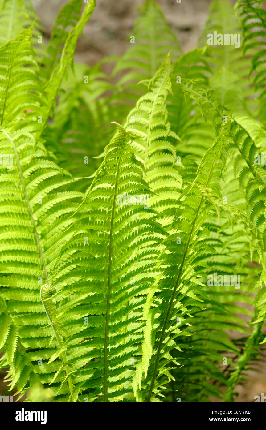 Sterile fronds hi-res stock photography and images - Alamy