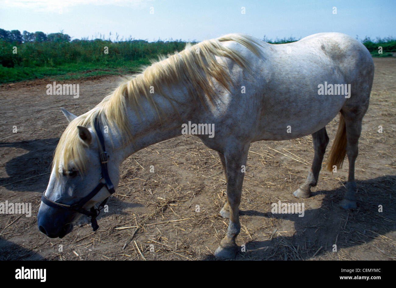 Relaxed horse hi-res stock photography and images - Alamy
