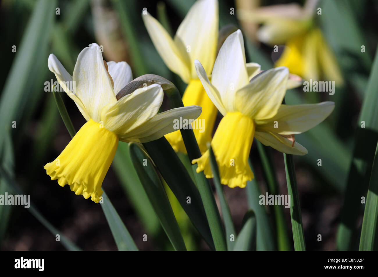 narcissus jenny dwarf cyclamineus Div 6 early hybrid creamy white ...