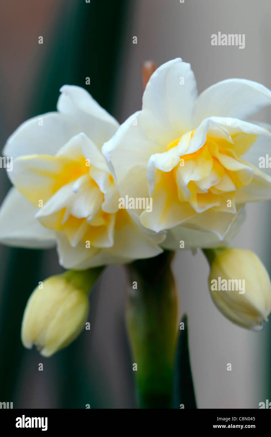 Narcissus 'Erlicheer' Division 4 Double Daffodil macro photo Close up ...