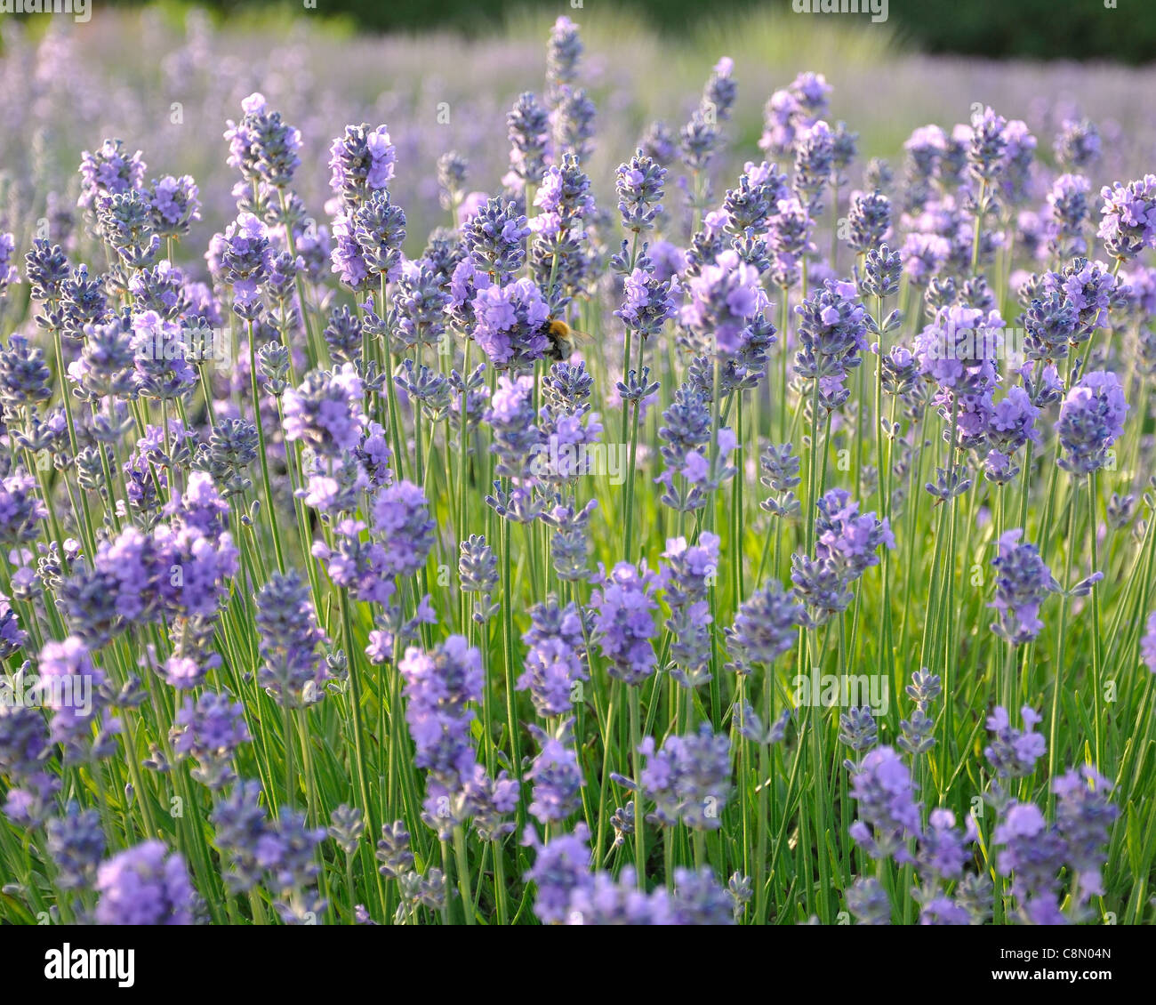 Lavender plants hi-res stock photography and images - Alamy