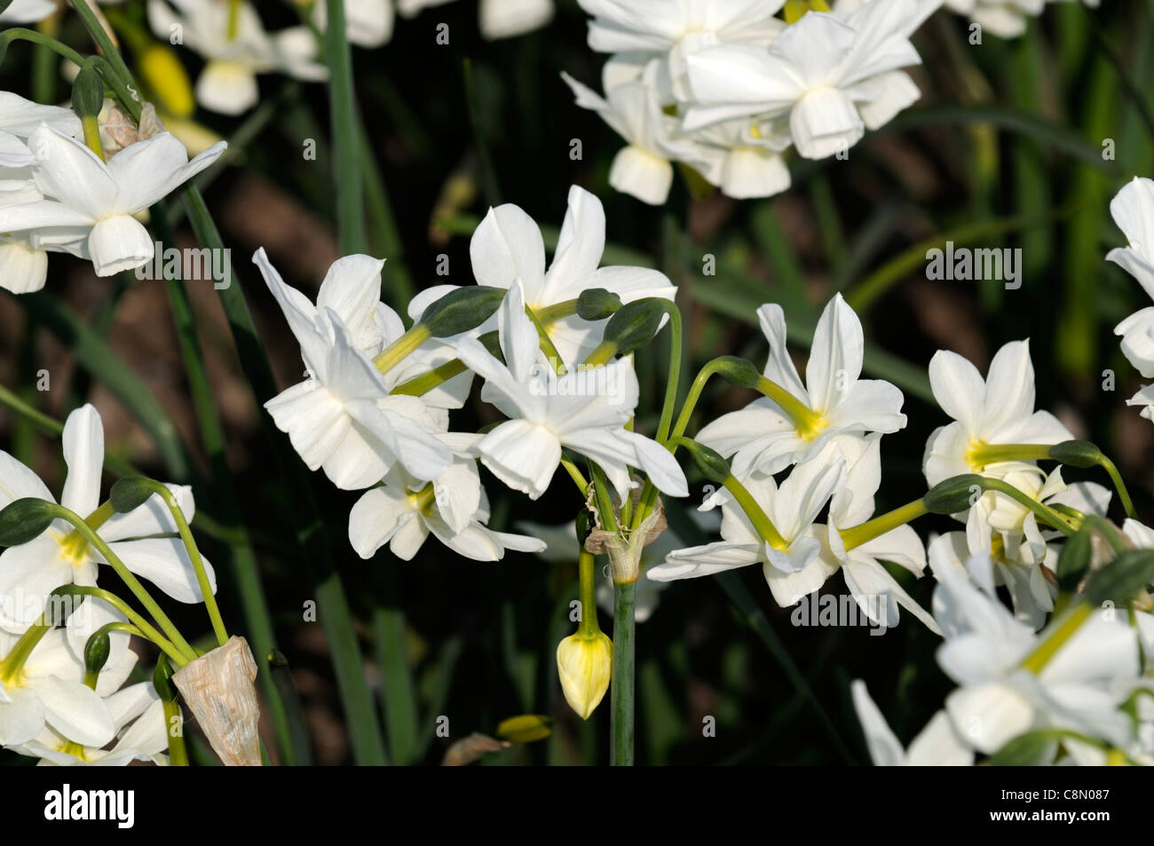 Petrel narcissus hi-res stock photography and images - Alamy