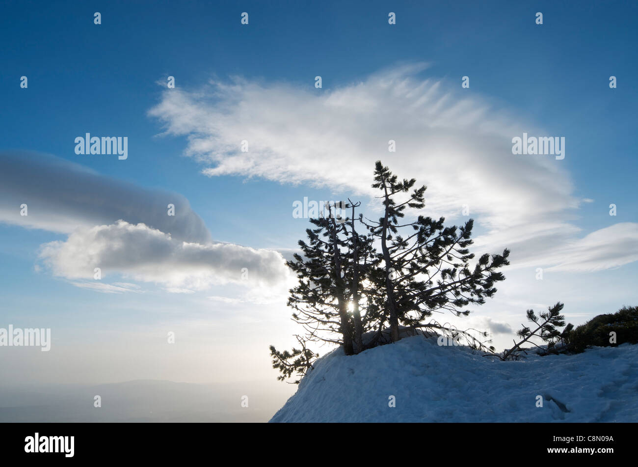 High Altitude European Pine Tree High Resolution Stock Photography and ...