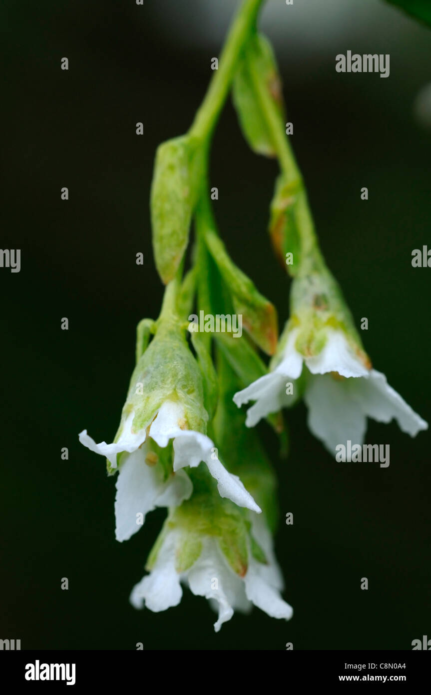 Oemleria cerasiformis flowers early spring syn Osoberry Indian Plum ...