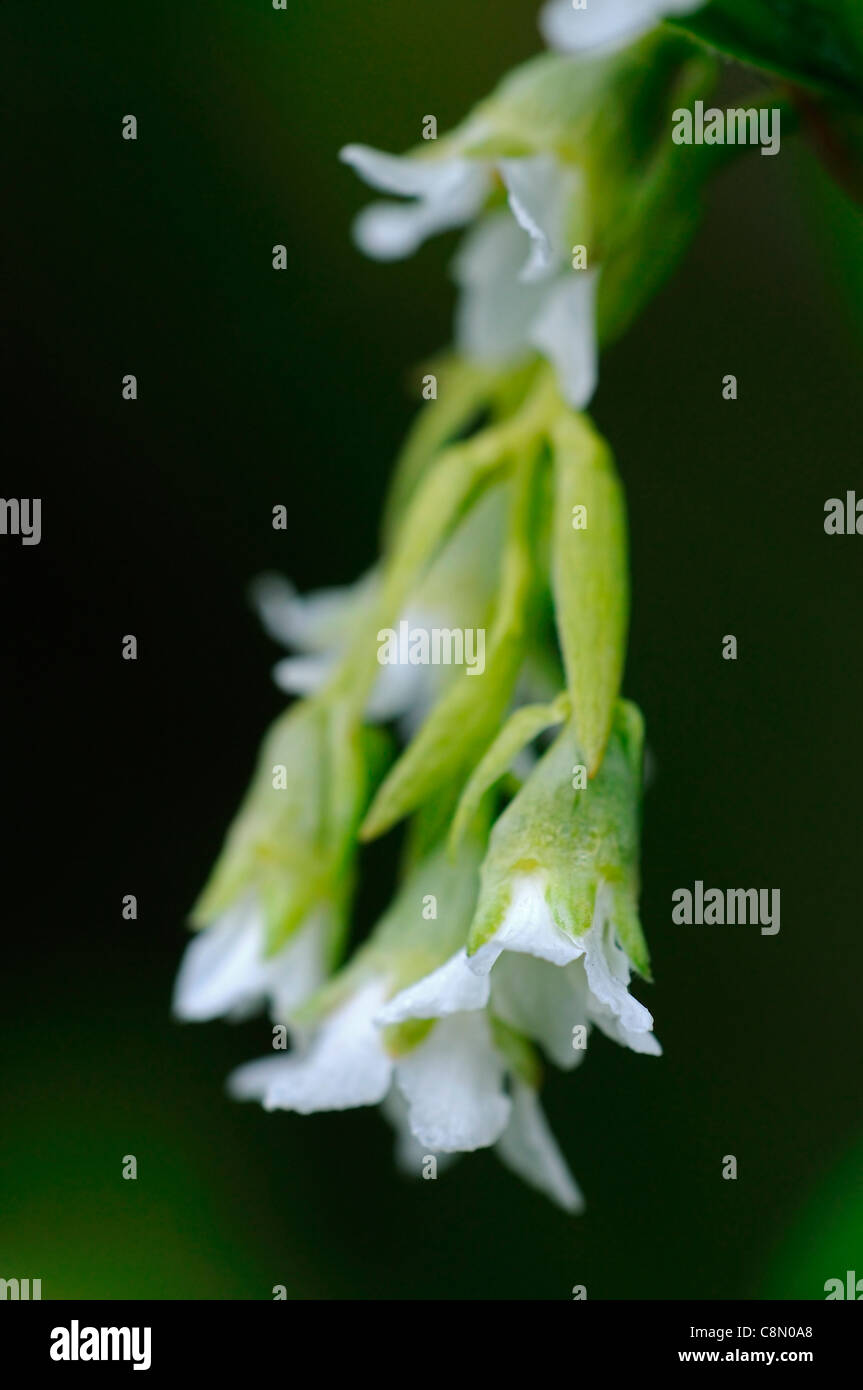 Oemleria cerasiformis flowers early spring syn Osoberry Indian Plum ...