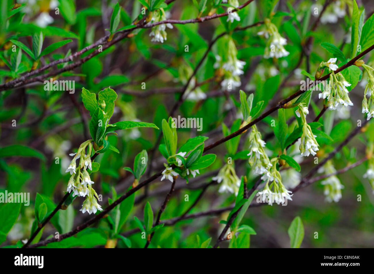 Oemleria cerasiformis flowers early spring syn Osoberry Indian Plum ...
