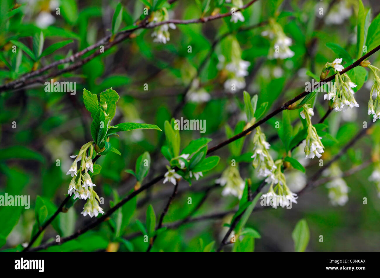 Oemleria cerasiformis flowers early spring syn Osoberry Indian Plum ...