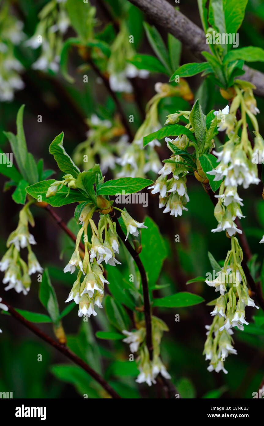 Oemleria cerasiformis flowers hi-res stock photography and images - Alamy