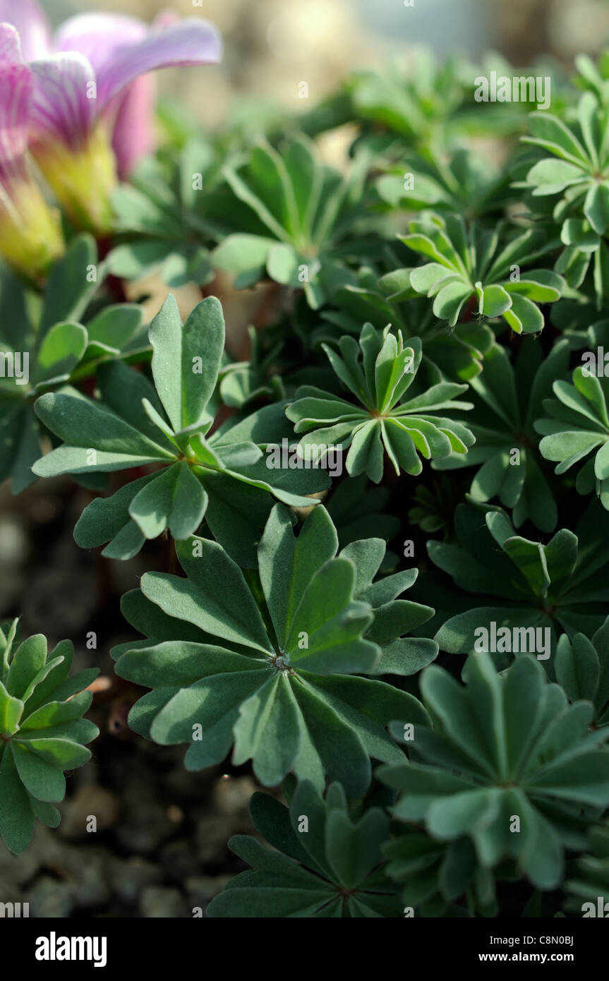 oxalis ione hecker closeup selective focus plant portraits pink flowers ...