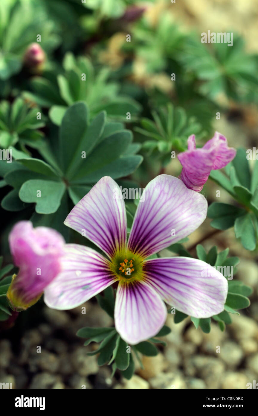 oxalis ione hecker closeup selective focus plant portraits pink flowers ...