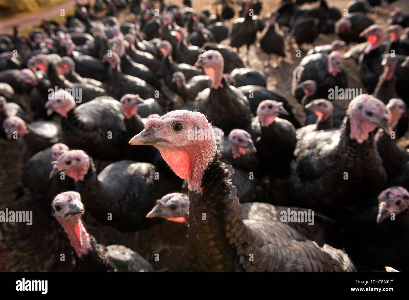 Gobbled hi-res stock photography and images - Alamy