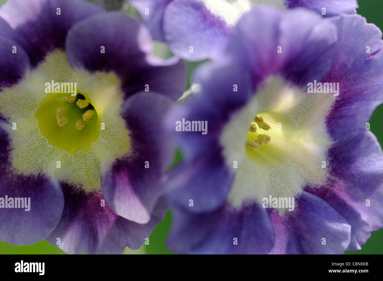 Primula auricula old irish blue Frilly blue flowers primrose bloom ...