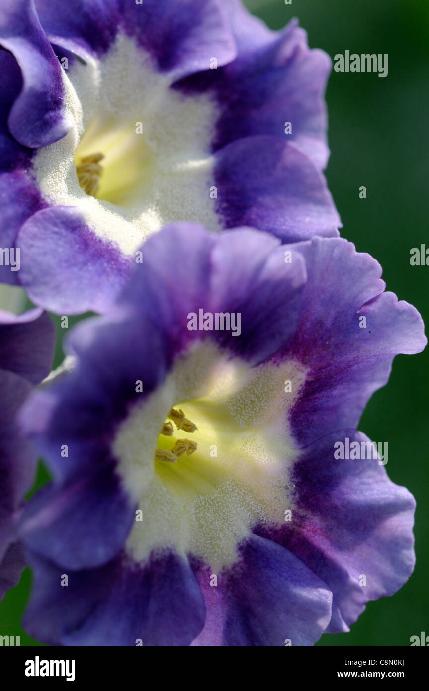 Primula auricula old irish blue Frilly blue flowers primrose bloom ...