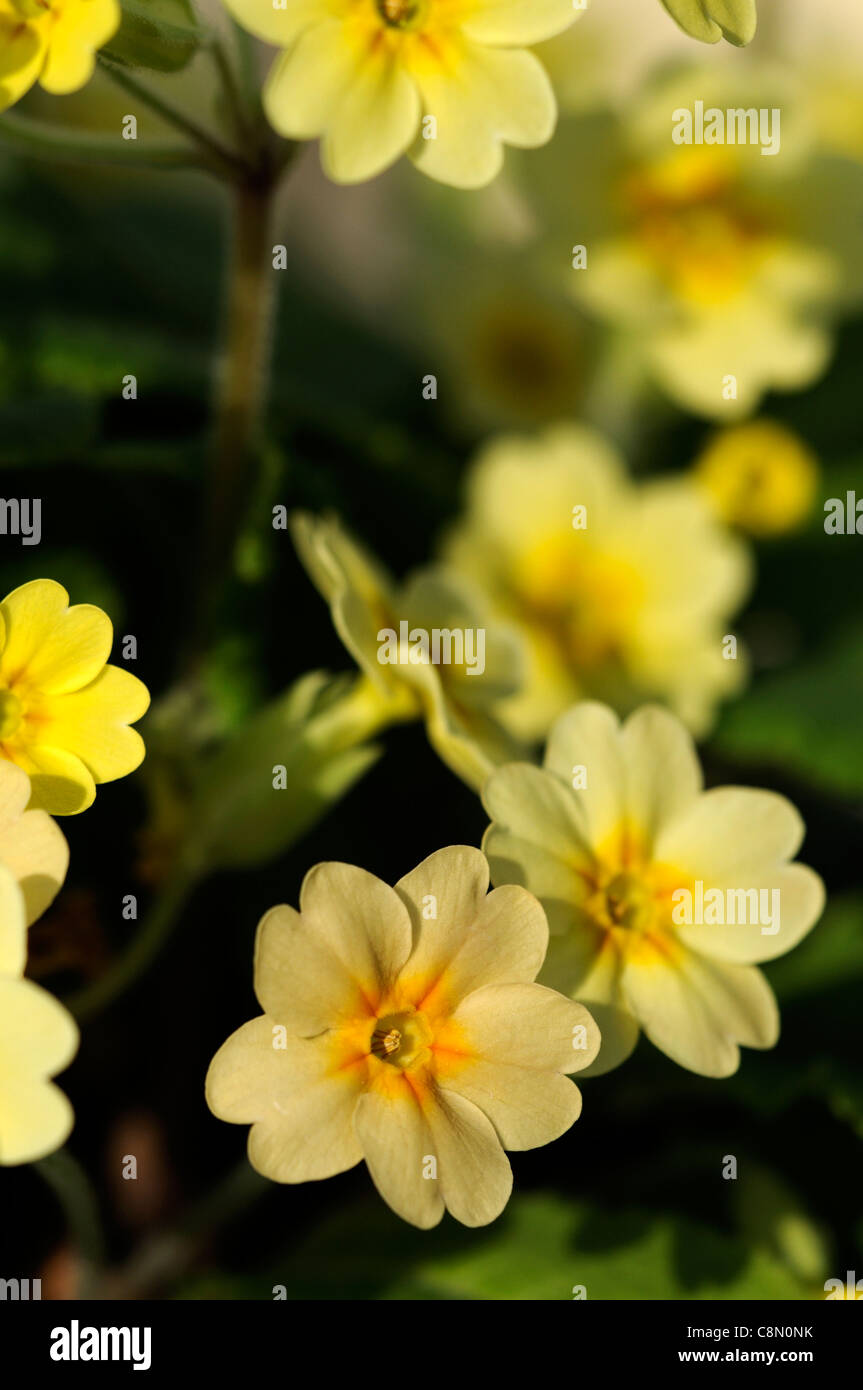 Primula tommasinii yellow gold flowers hi-res stock photography and ...