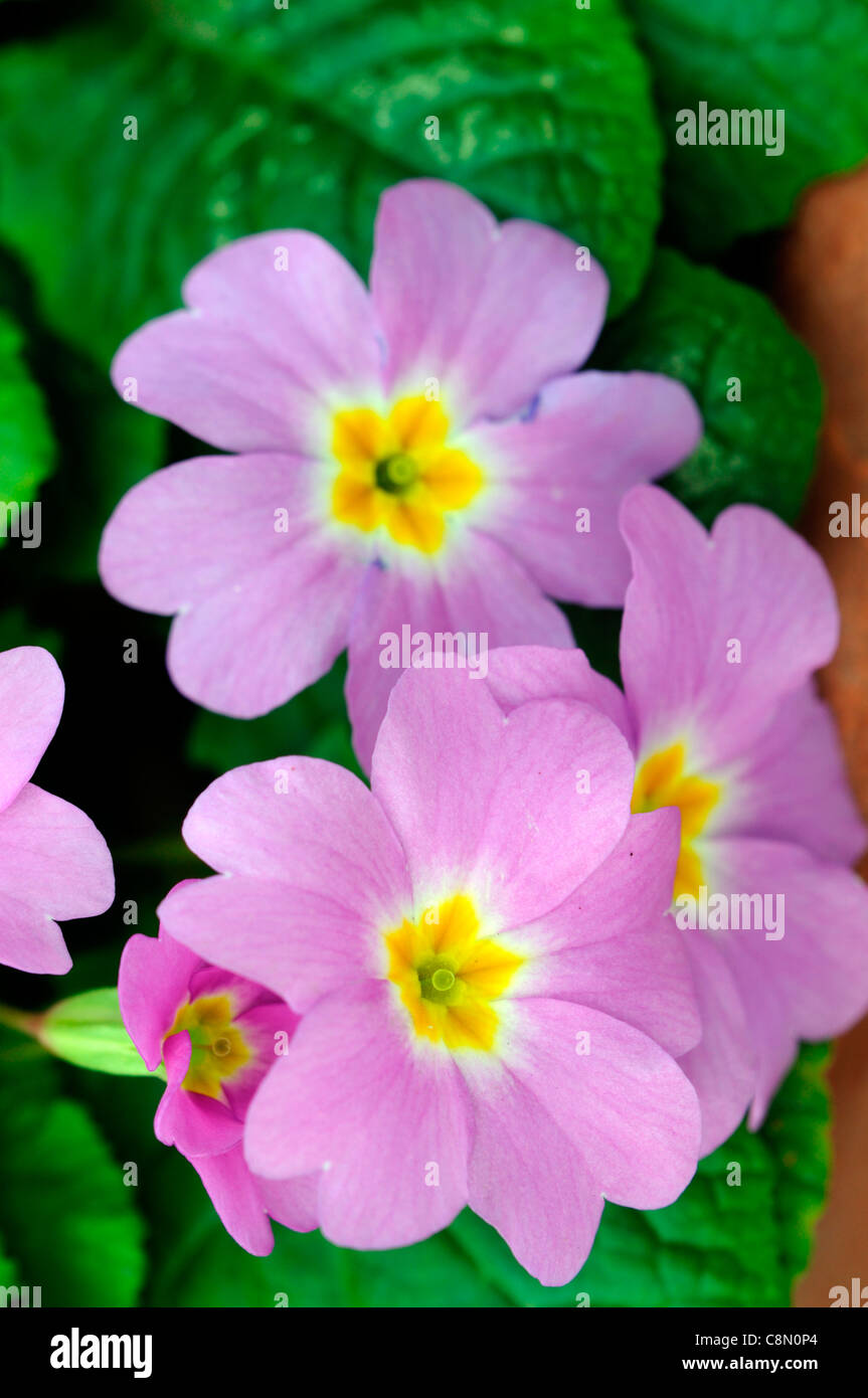 primula vulgaris subsp sibthorpii flowers purple yellow eye centre ...