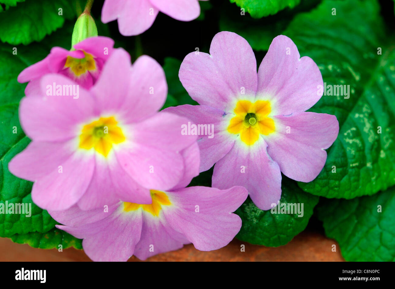 Primula vulgaris hi-res stock photography and images - Alamy