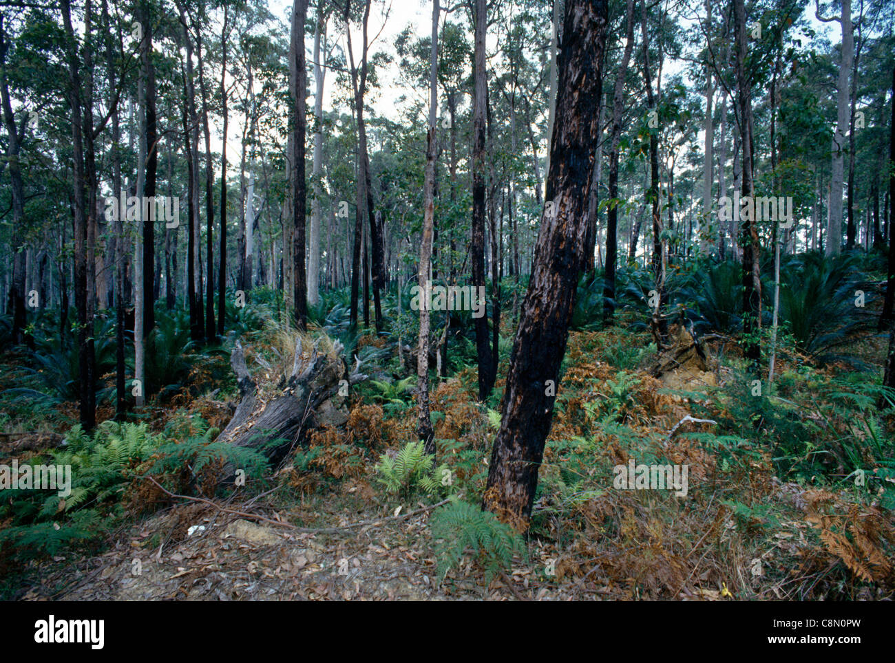 Australia eucalyptus forest floor hi-res stock photography and images ...