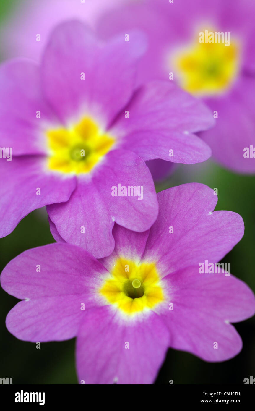 Primula vulgaris subsp sibthorpii flowers hi-res stock photography and ...