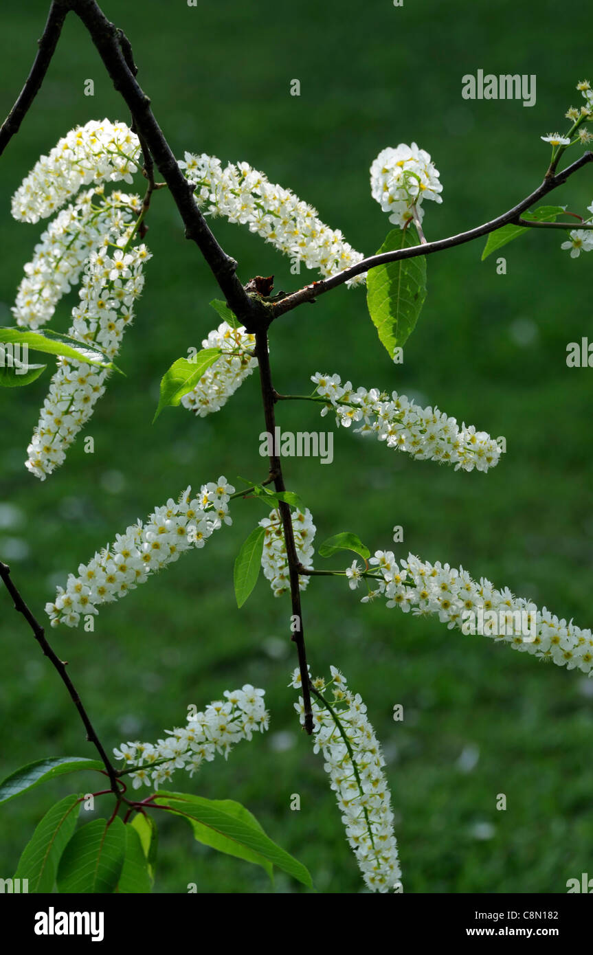 Prunus Bride Flowering Cherry Tree High Resolution Stock Photography ...