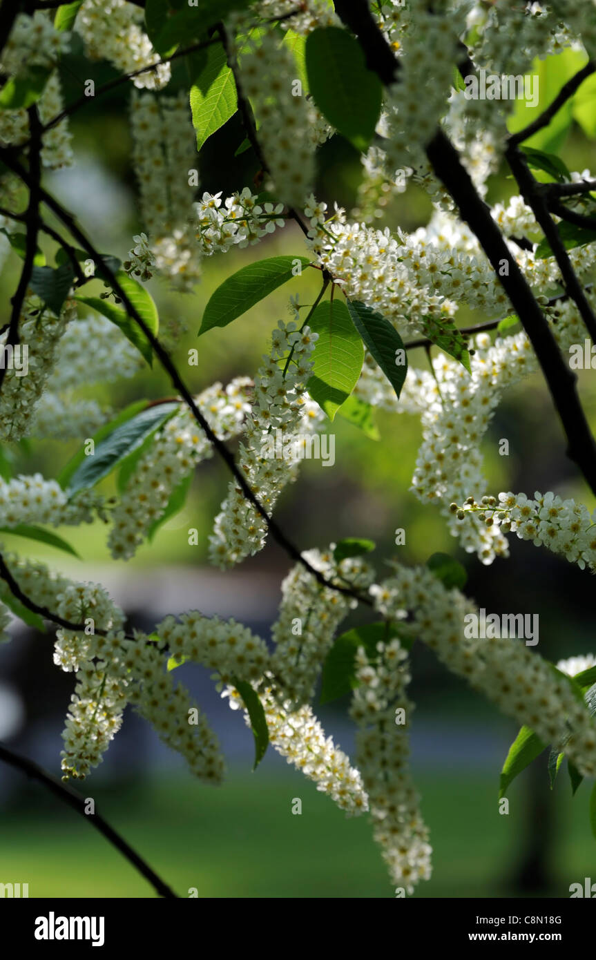 Prunus Blushing Bride Oku Miyako 'Shogetsu' flowering cherry tree Stock ...