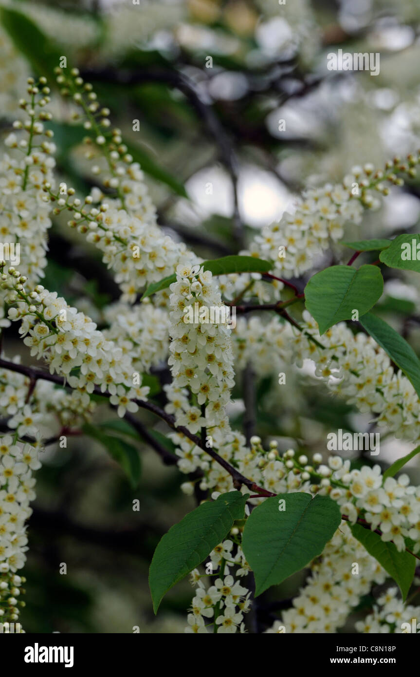 Prunus bride flowering cherry tree hi-res stock photography and images ...