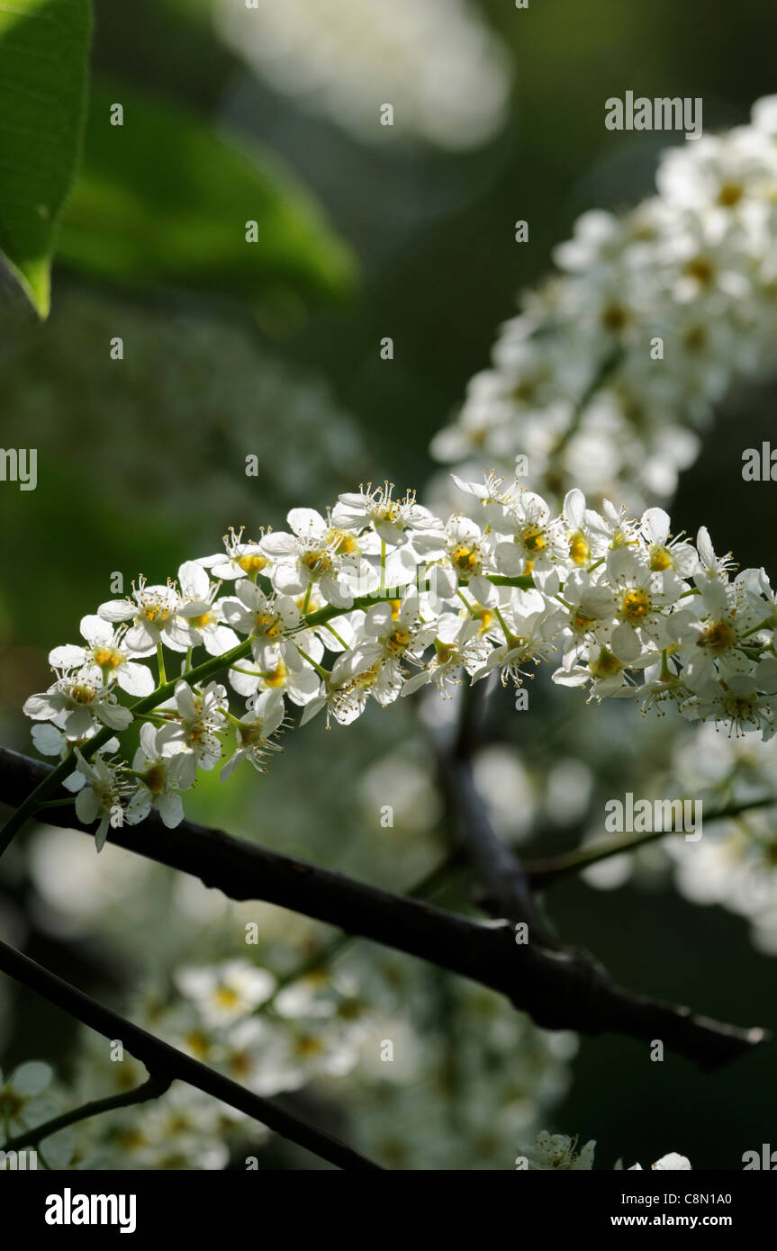 Prunus Blushing Bride Oku Miyako 'Shogetsu' flowering cherry tree Stock ...