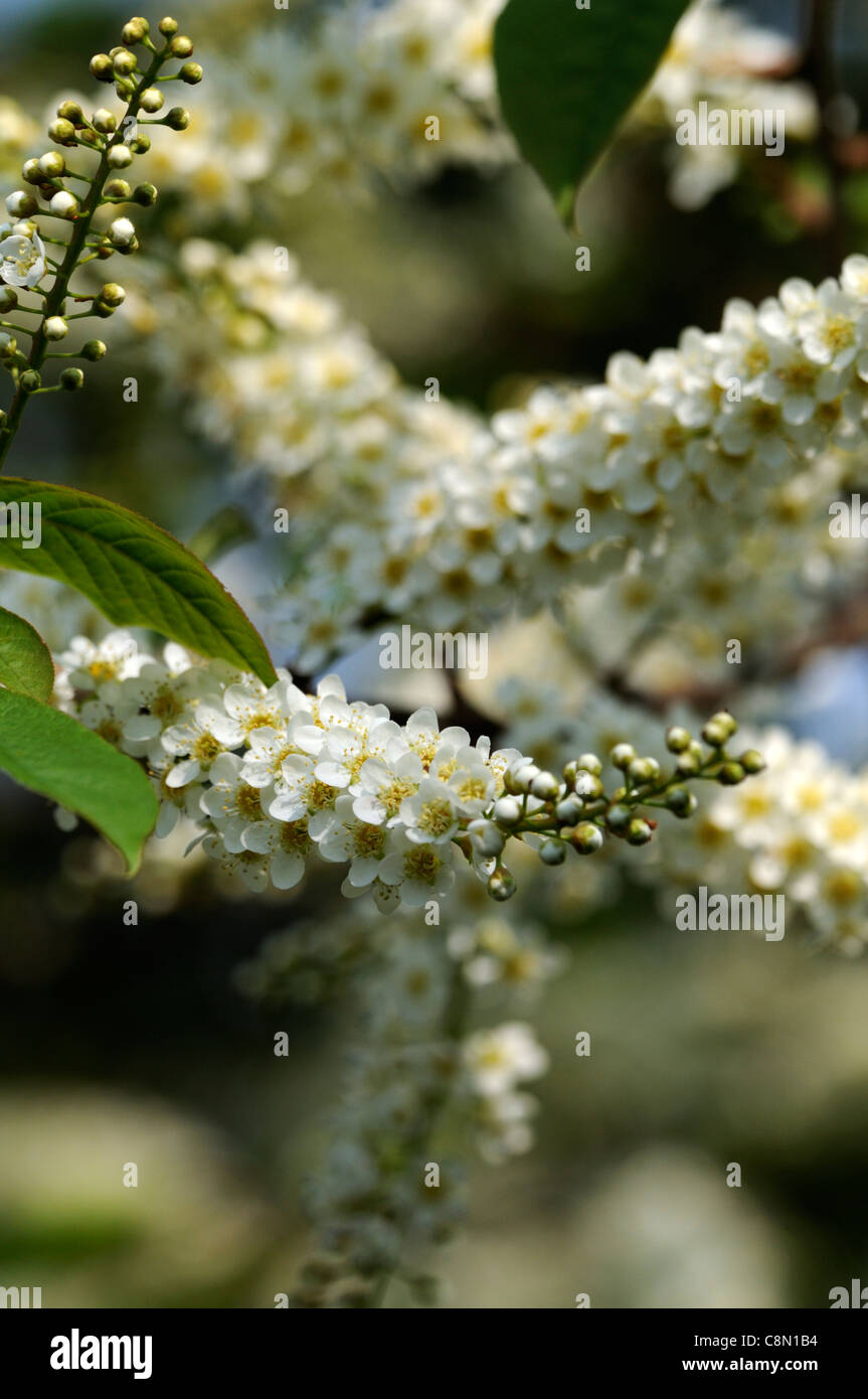 Prunus Blushing Bride Oku Miyako 'Shogetsu' flowering cherry tree Stock ...