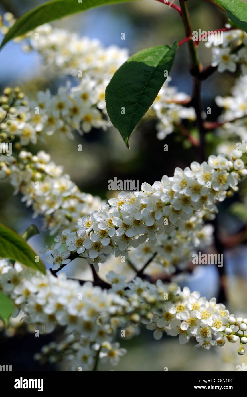 Prunus Blushing Bride Oku Miyako 'Shogetsu' flowering cherry tree Stock ...