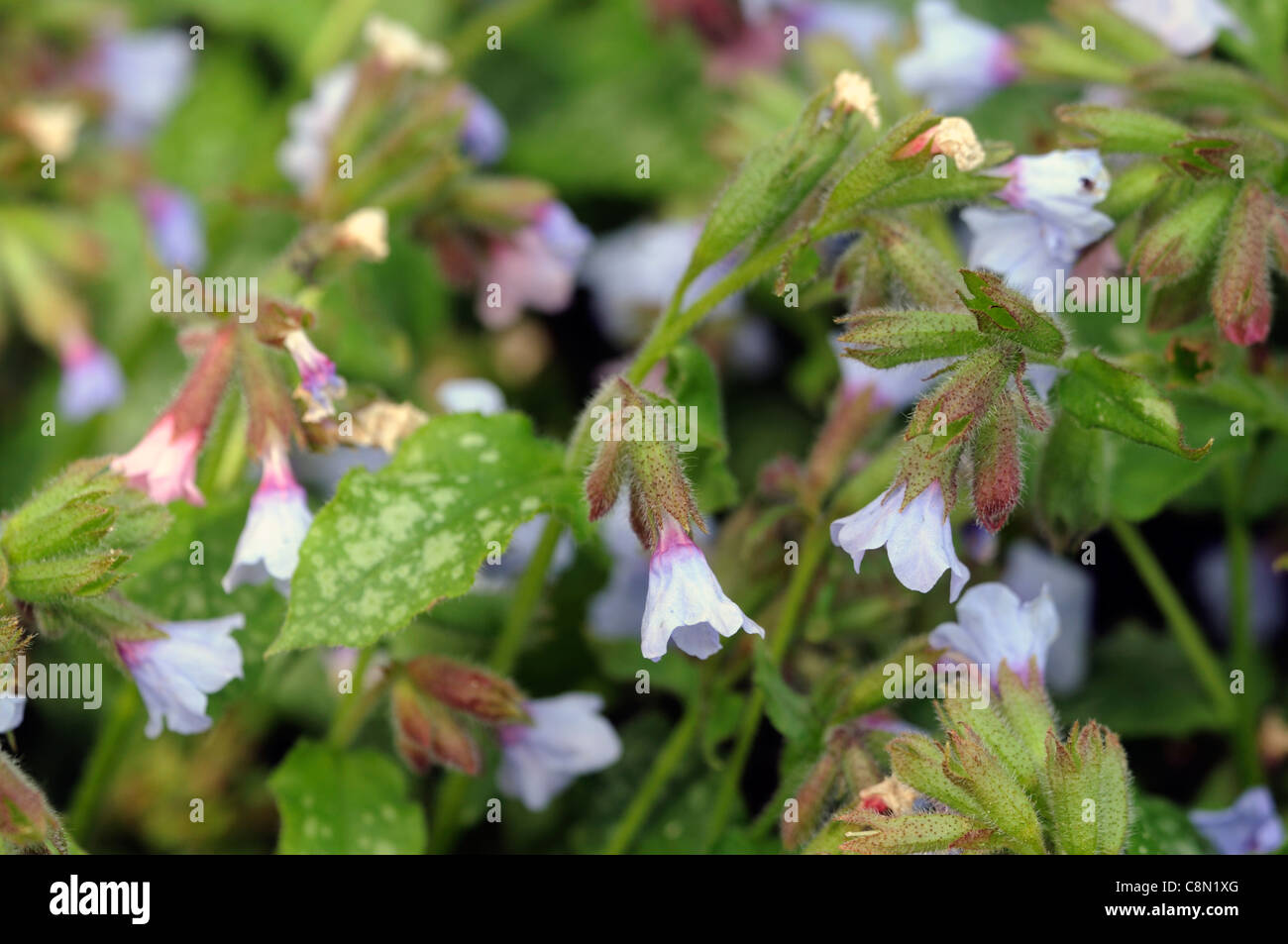 Lungwort High Resolution Stock Photography and Images - Alamy