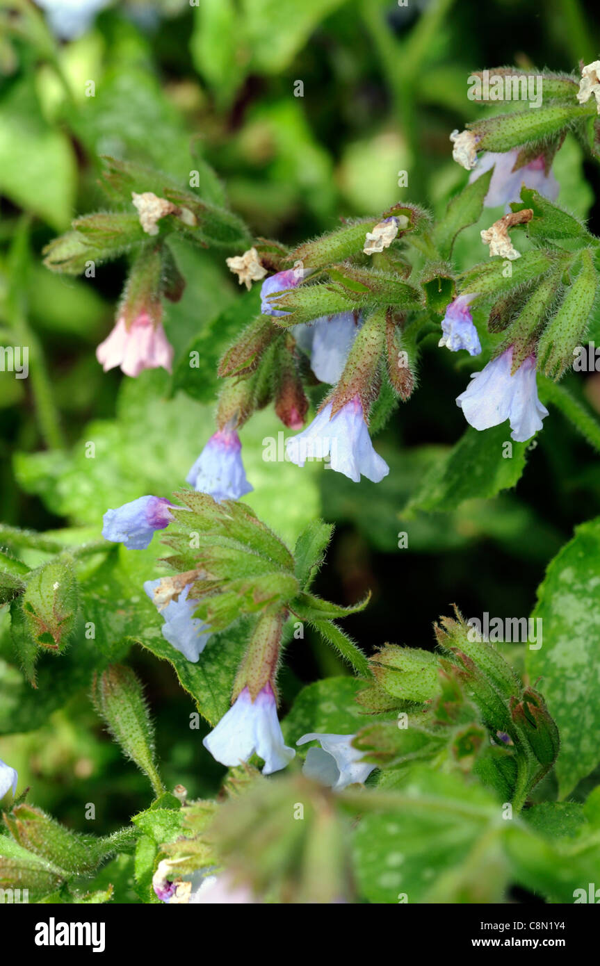 pulmonaria saccharata lungwort closeup plant portraits perennials blue ...