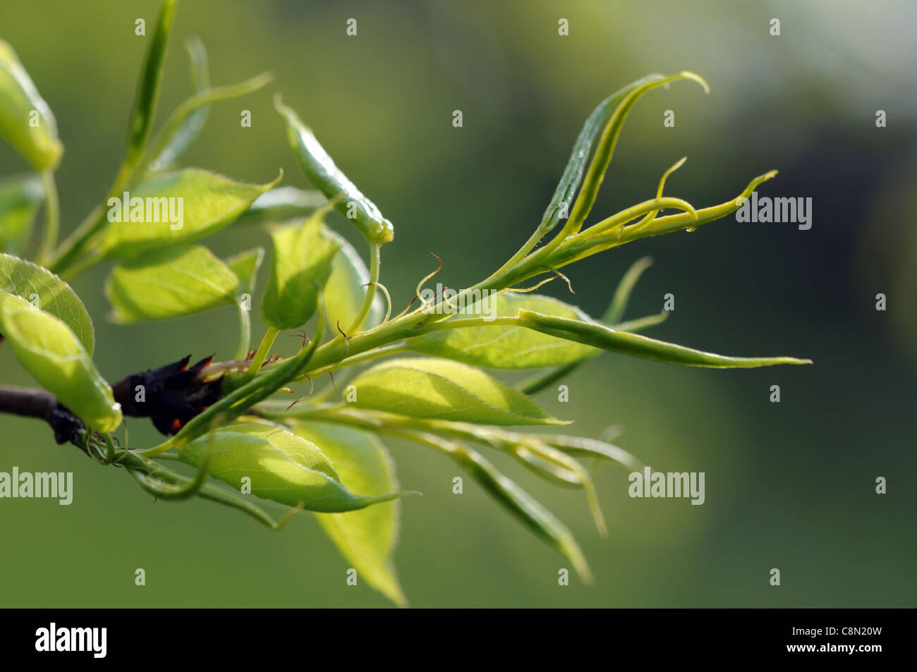Callery pear Pyrus calleryana new green leaves leaf spring Stock Photo ...