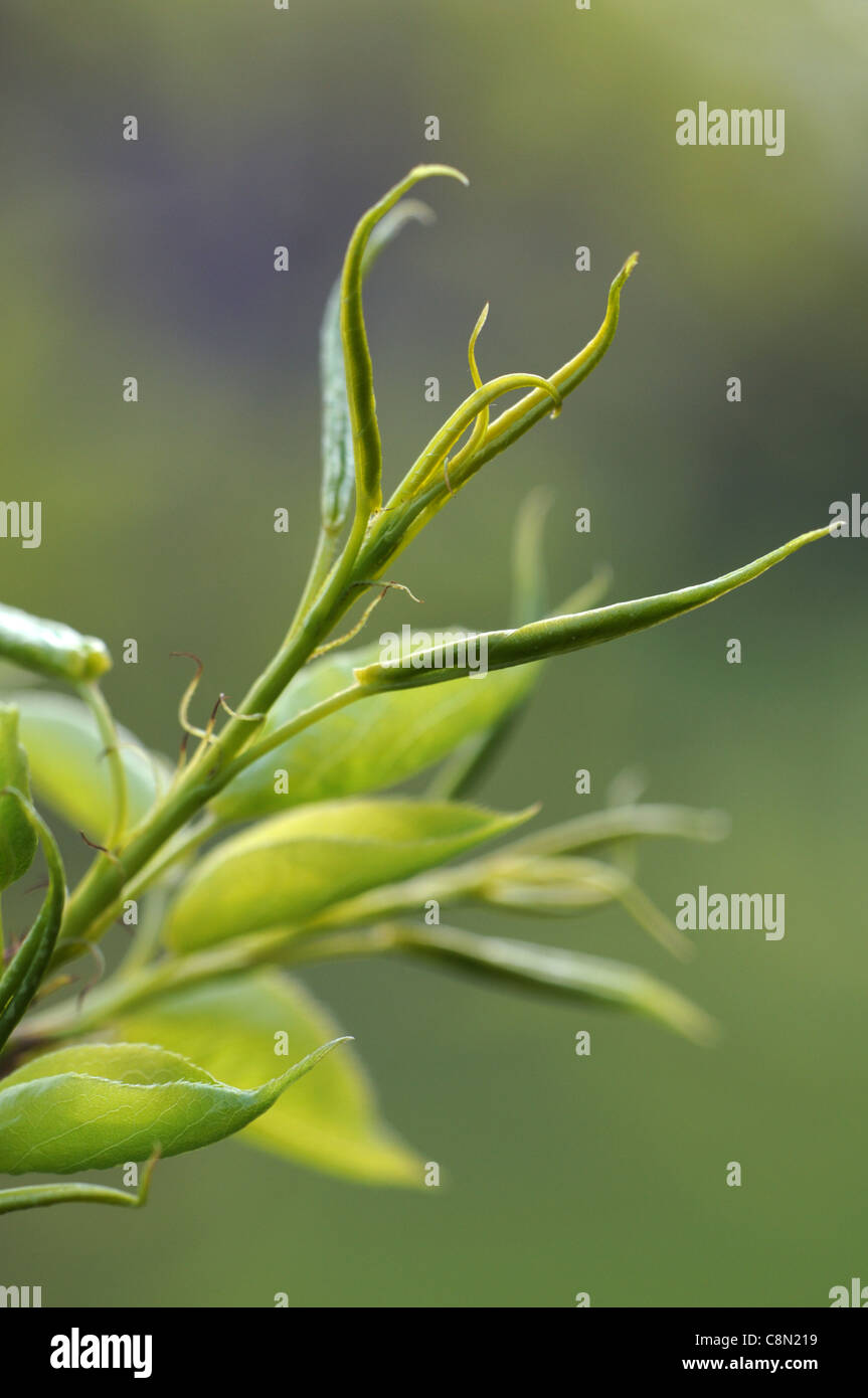 Callery pear Pyrus calleryana new green leaves leaf spring Stock Photo ...