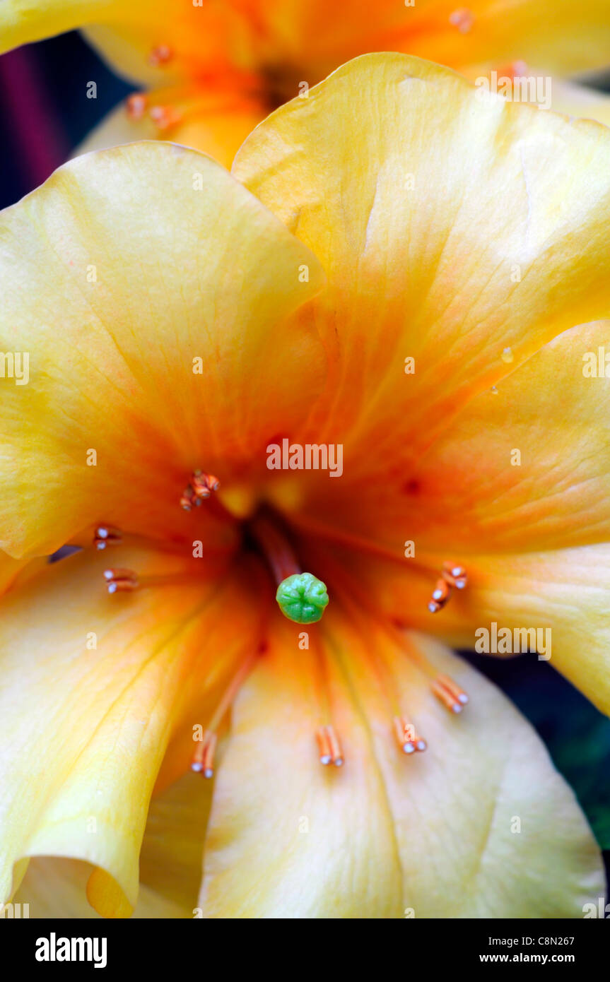 rhododendron anatta gold flowers bloom blossom yellow orange close up ...