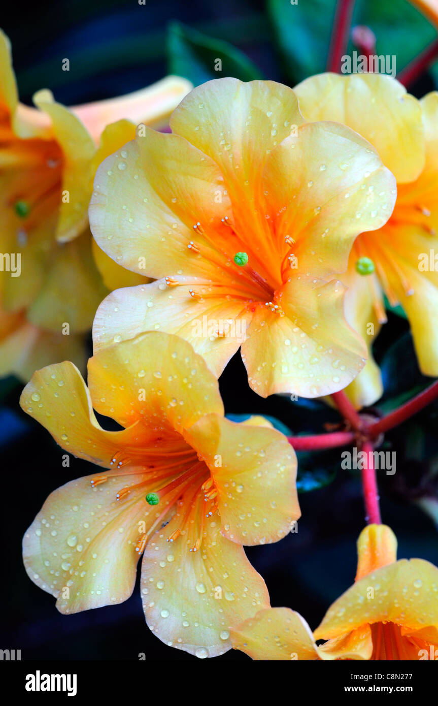 rhododendron anatta gold flowers bloom blossom yellow orange close up ...
