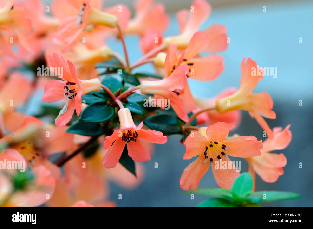 rhododendron sweet beatrice flowers orange pink and white close up ...