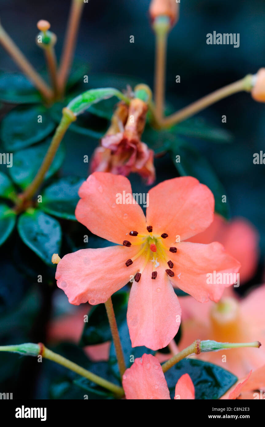 Beatrice Flower's Instagram, Twitter & Facebook on IDCrawl