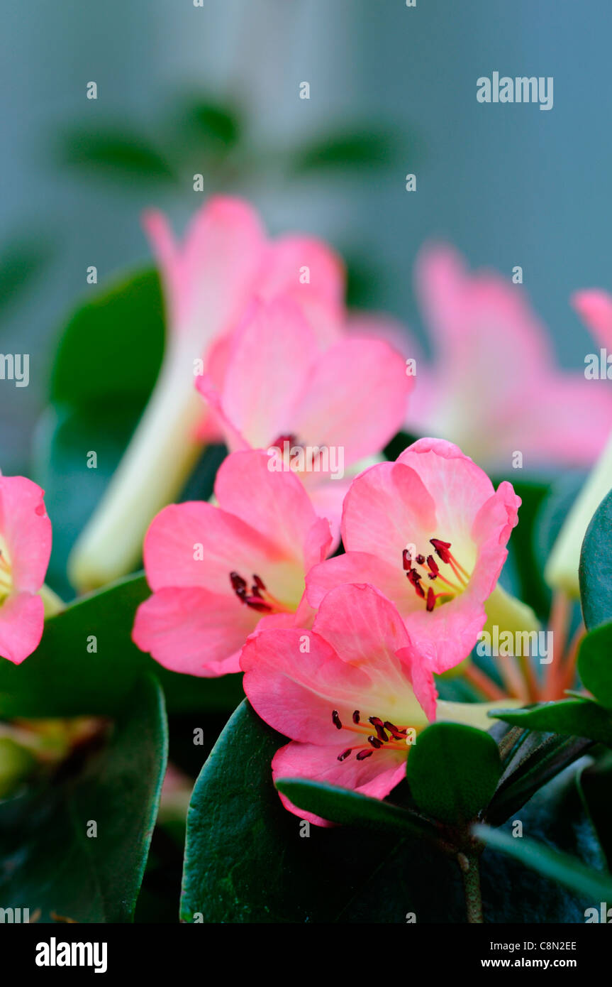 rhododendron sweet seraphim flowers pink and white close up Fragrant ...